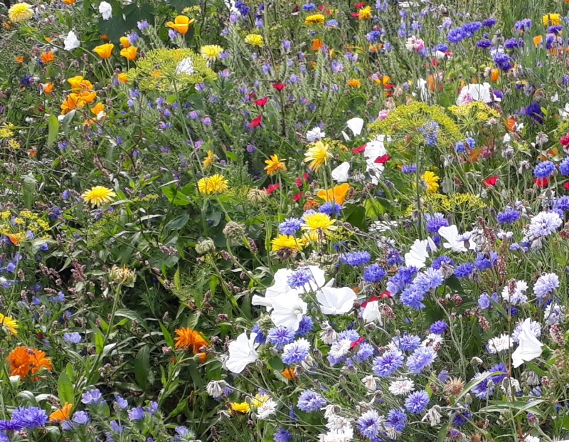 Annual Flower Mixtures - Watson Seeds - Independent Seed Specialists