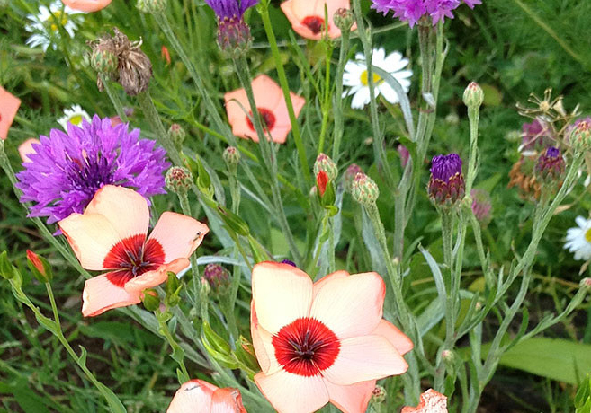 Annual Flower Mixtures - Watson Seeds - Independent Seed Specialists