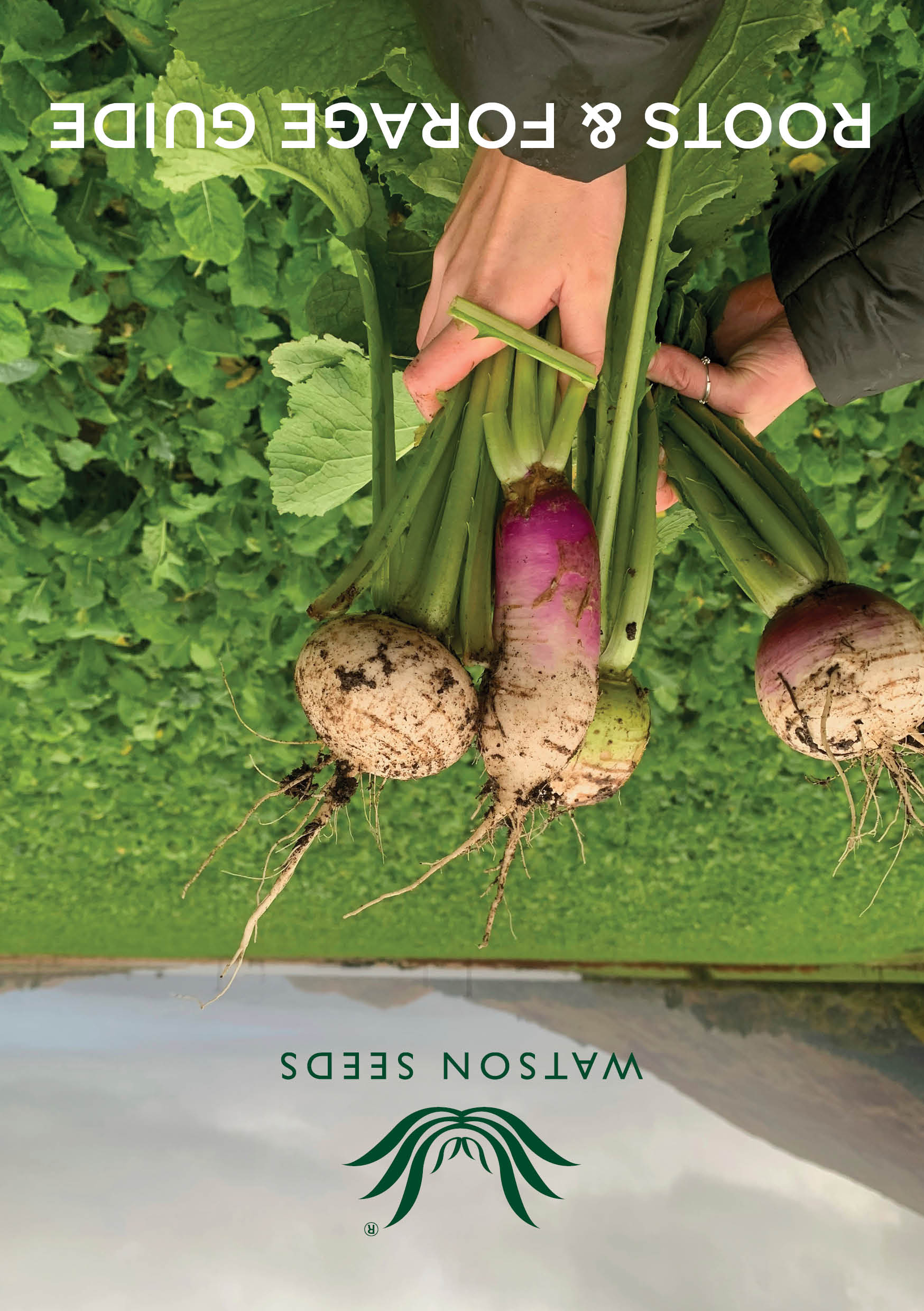 Document Downloads - Technical Library - Watson Seeds