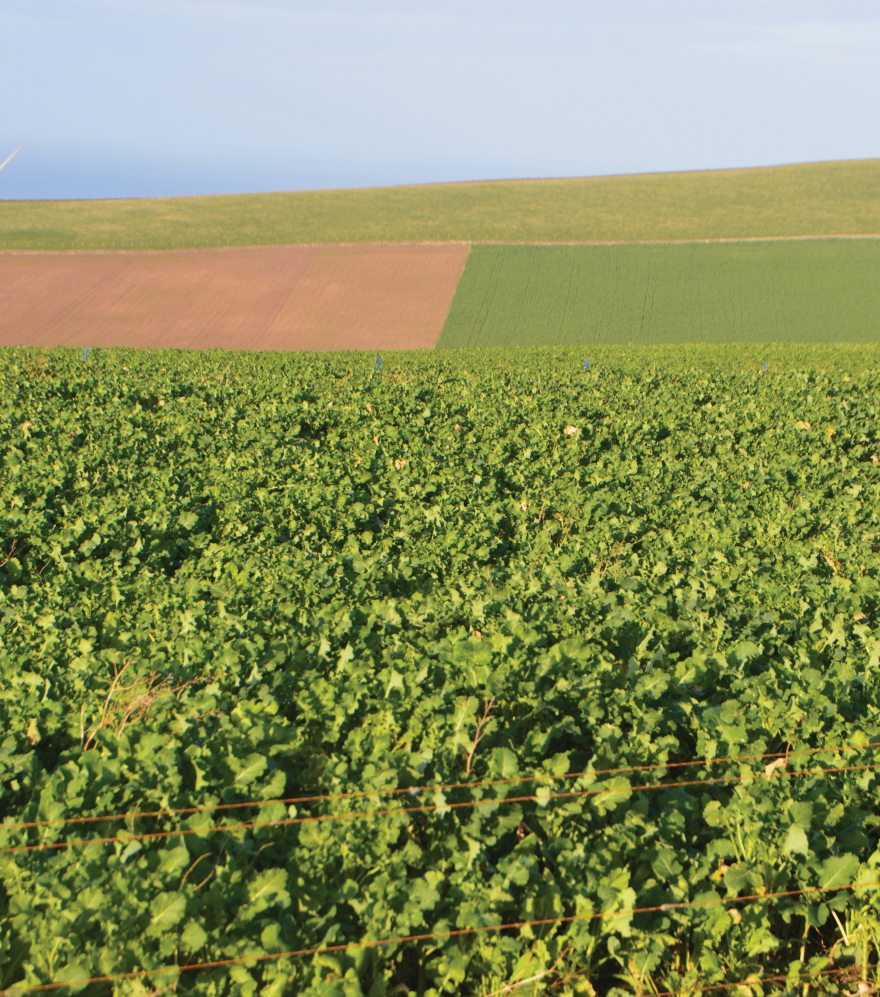 Green Manures - Technical Library - Watson Seeds