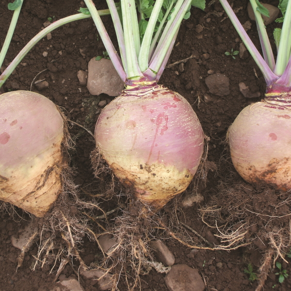 Swedes - Root & Forage Crops - Watson Seeds