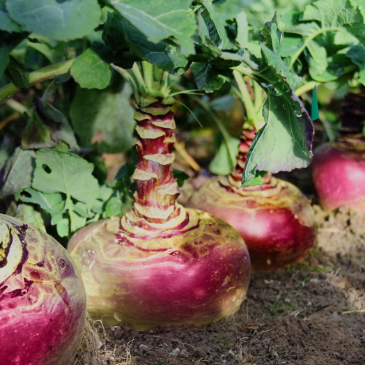 Swedes - Root & Forage Crops - Watson Seeds