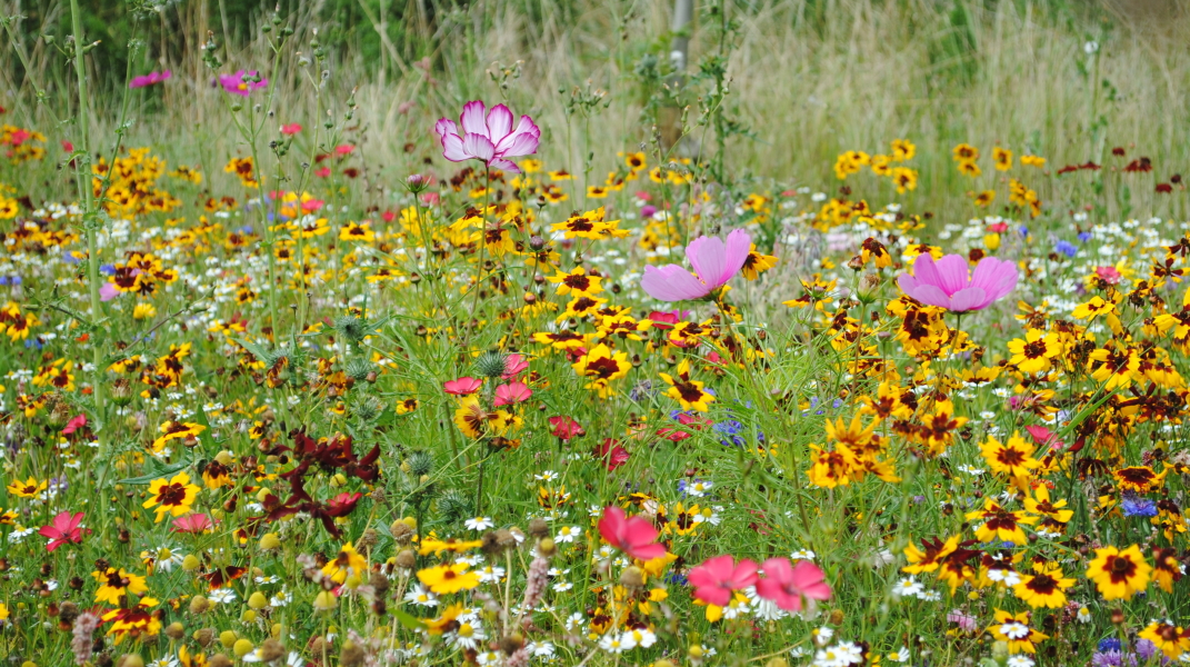 Annual Flower Mixtures - Watson Seeds - Independent Seed Specialists