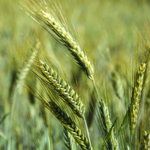 Wild Bird Cover - Seed Mixtures - Watson Seeds